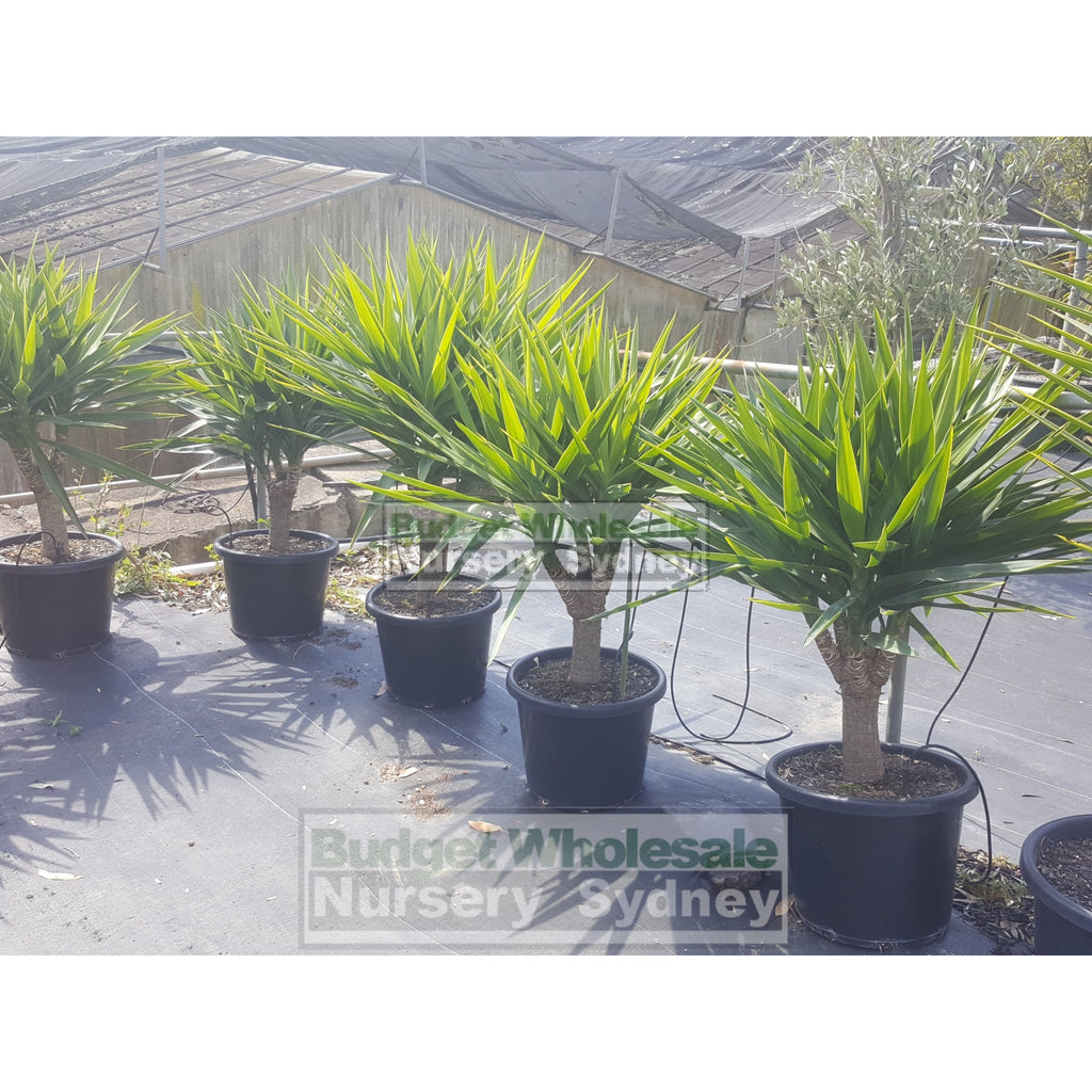 Yucca Advanced 400mm Pot Standards | Budget Wholesale Nursery Sydney