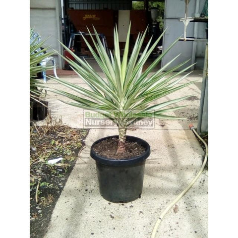 Yucca elephantipes Silver Star Large 300mm pots | Budget Wholesale ...