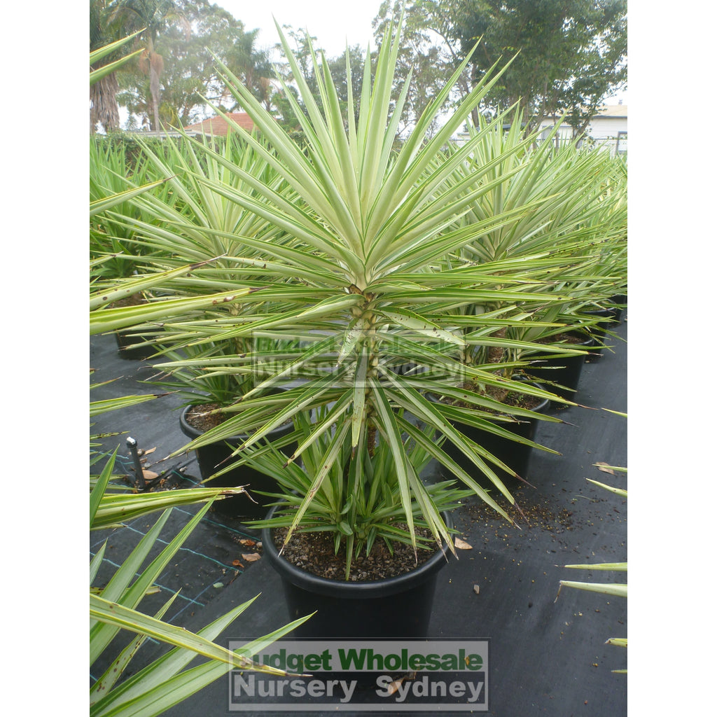 Yucca elephantipes Silver Star XXL 400mm Pots | Budget Wholesale ...
