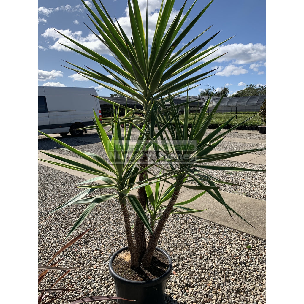 Yucca elephantipes Silver Star XXL 400mm Pots | Budget Wholesale ...